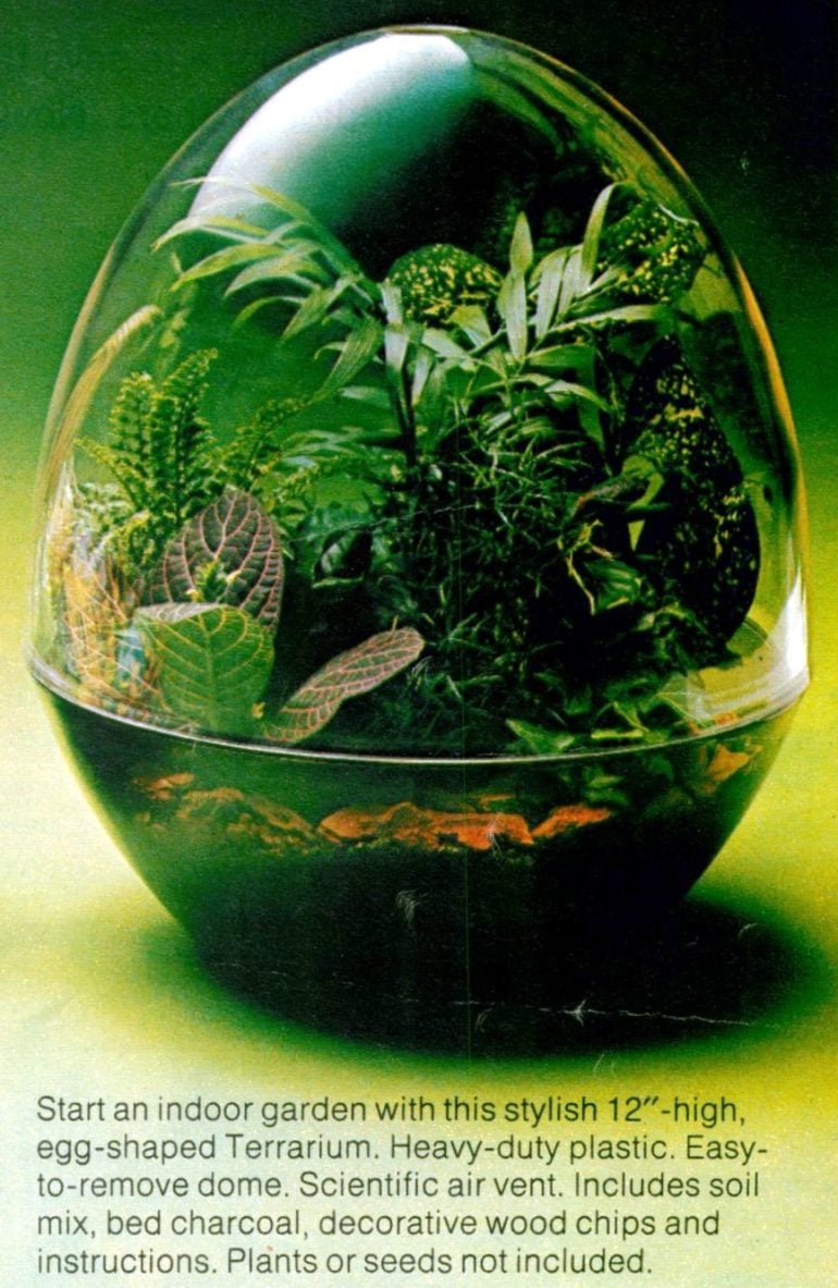 How to make a terrarium: Tiny indoor gardens under glass or plastic ...
