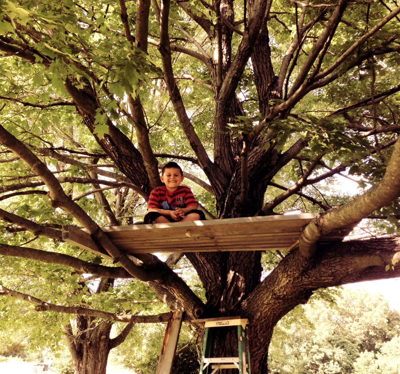 Old-fashioned treehouses: See 20 fun forts built up in the branches ...