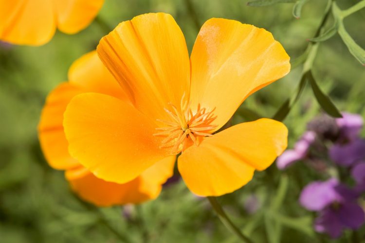 How the Golden poppy was made California's state flower in 1903 - Click ...