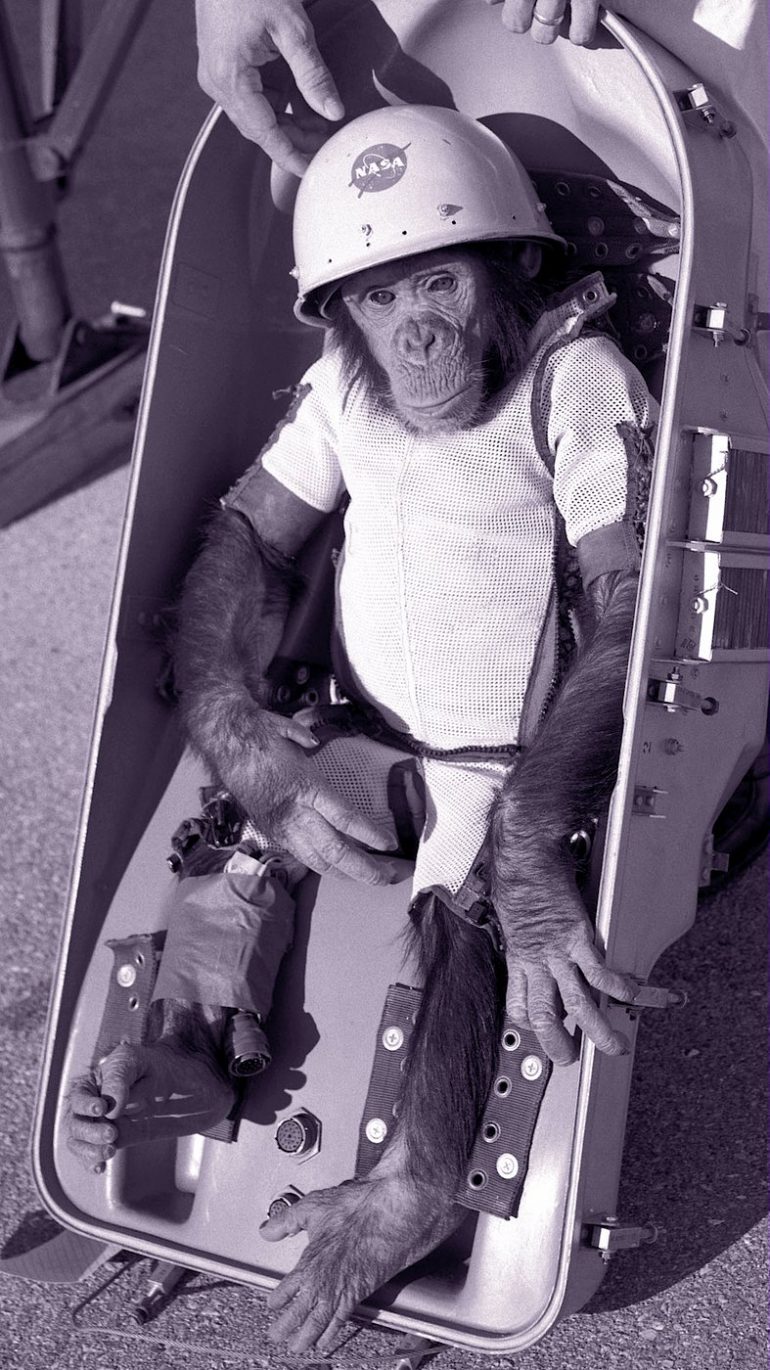 Meet Ham, the first chimp to rocket into space (1961) - Click Americana