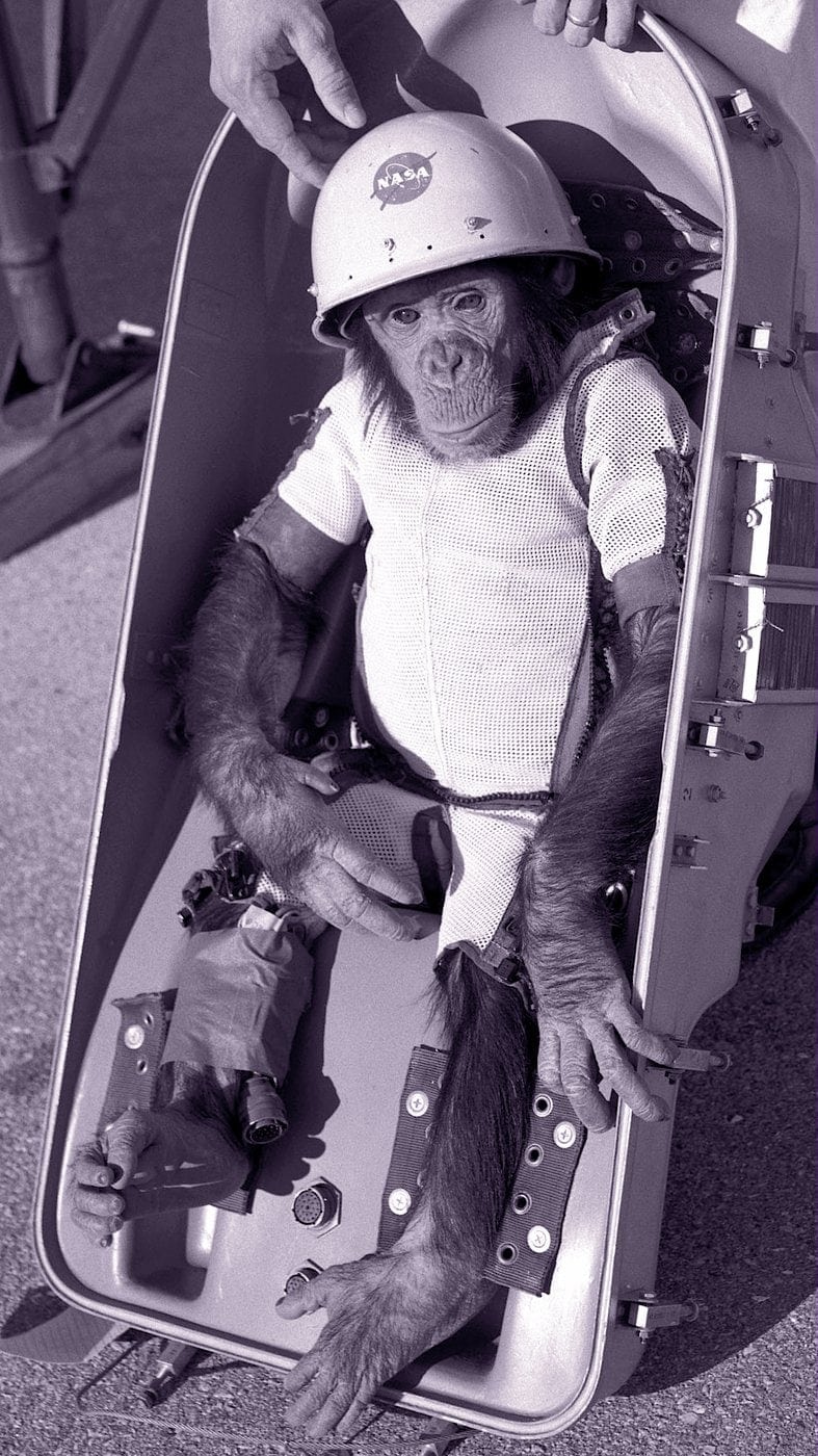 Meet Ham, the first chimp to rocket into space (1961) - Click Americana