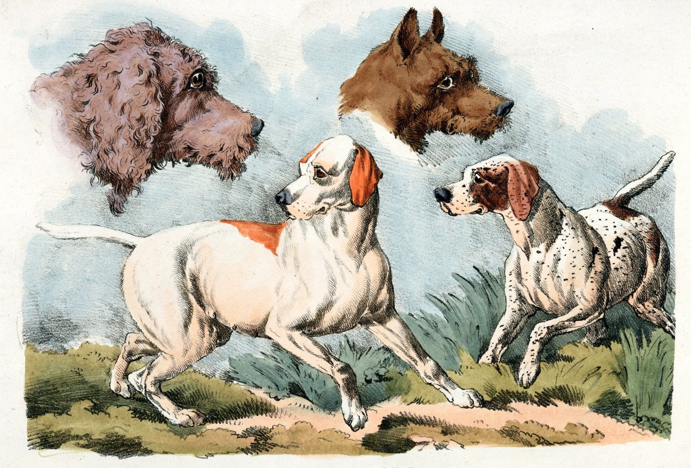 How Louis Pasteur created the first rabies vaccine (1885) - Click Americana