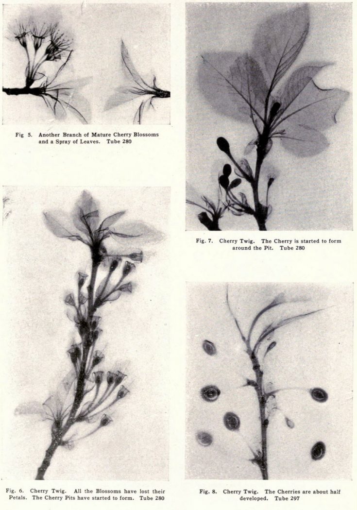 How X-rays were discovered in the 1890s - momentous Victorian medical ...