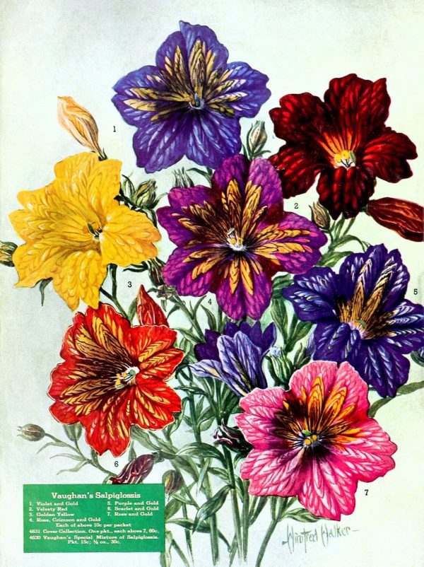 WWII Victory gardens from the 1940s: How people planted them, and how ...