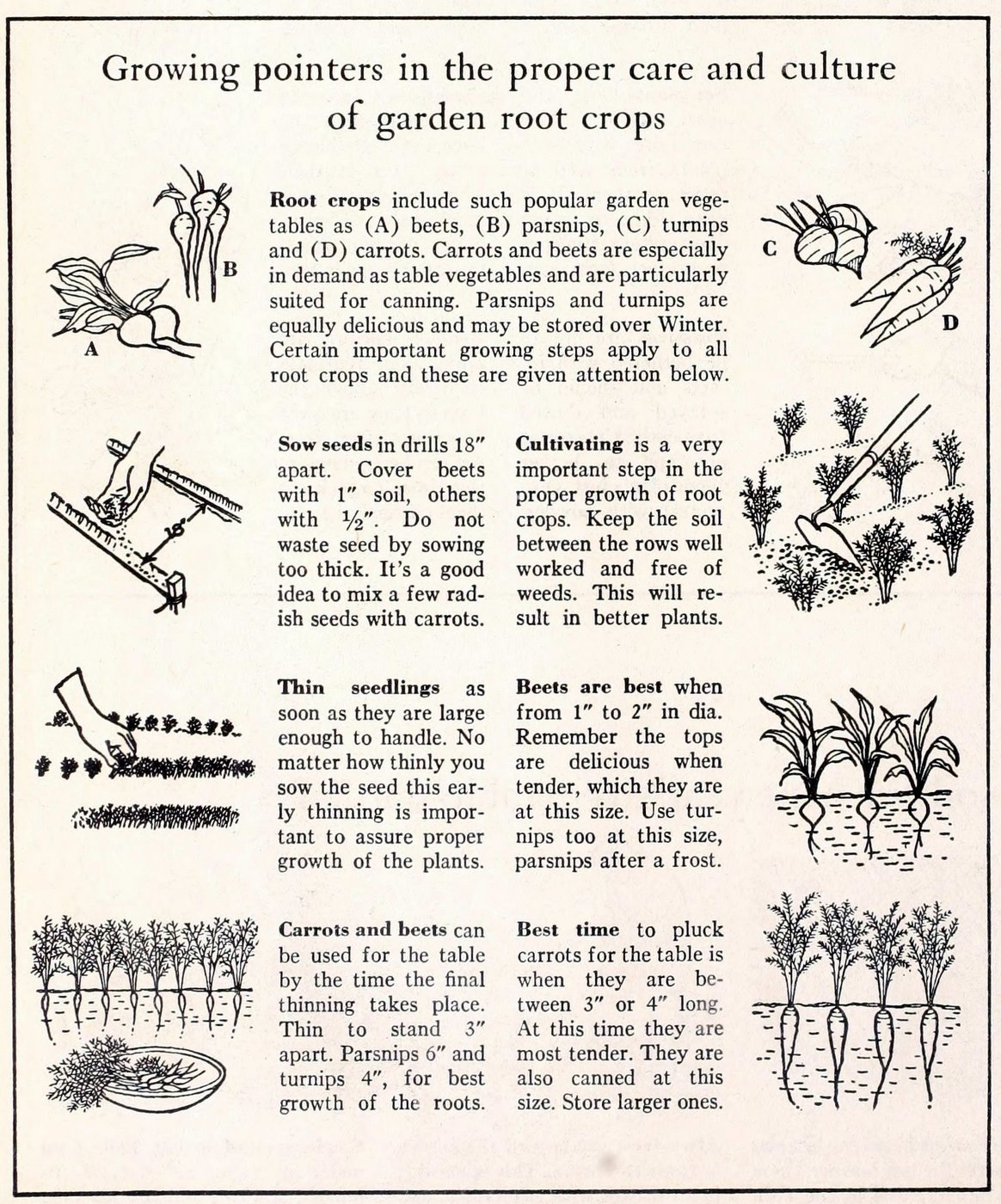 WWII Victory gardens from the 1940s: How people planted them, and how ...