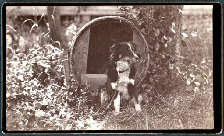 How Louis Pasteur created the first rabies vaccine (1885) - Click Americana