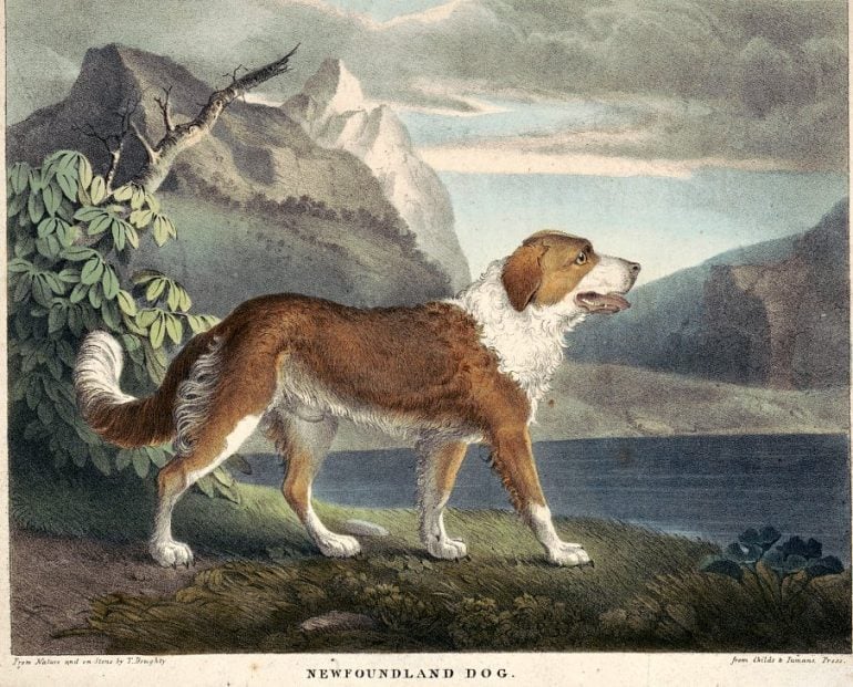 Dogs' names: The most popular of the pack (1875) - Click Americana