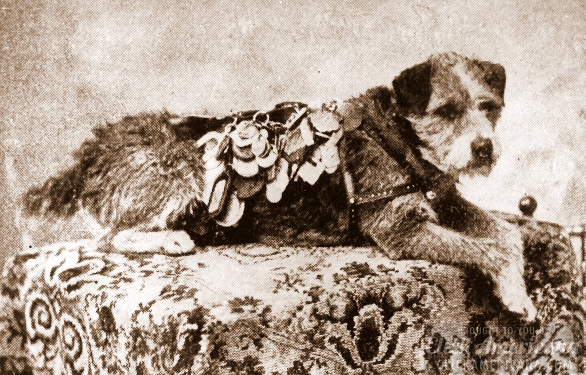 Owney: How the world's most famous dog traveled the globe (1890s ...