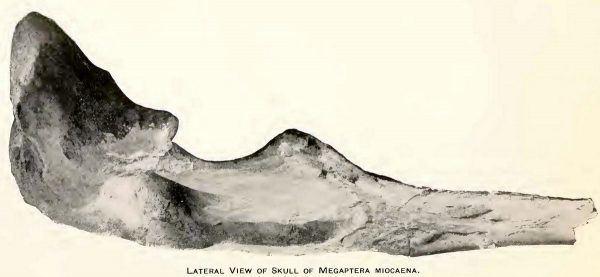 Back when a huge fossilized whale was found on a California mountaintop ...