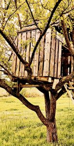 Old-fashioned treehouses: See 20 fun forts built up in the branches ...