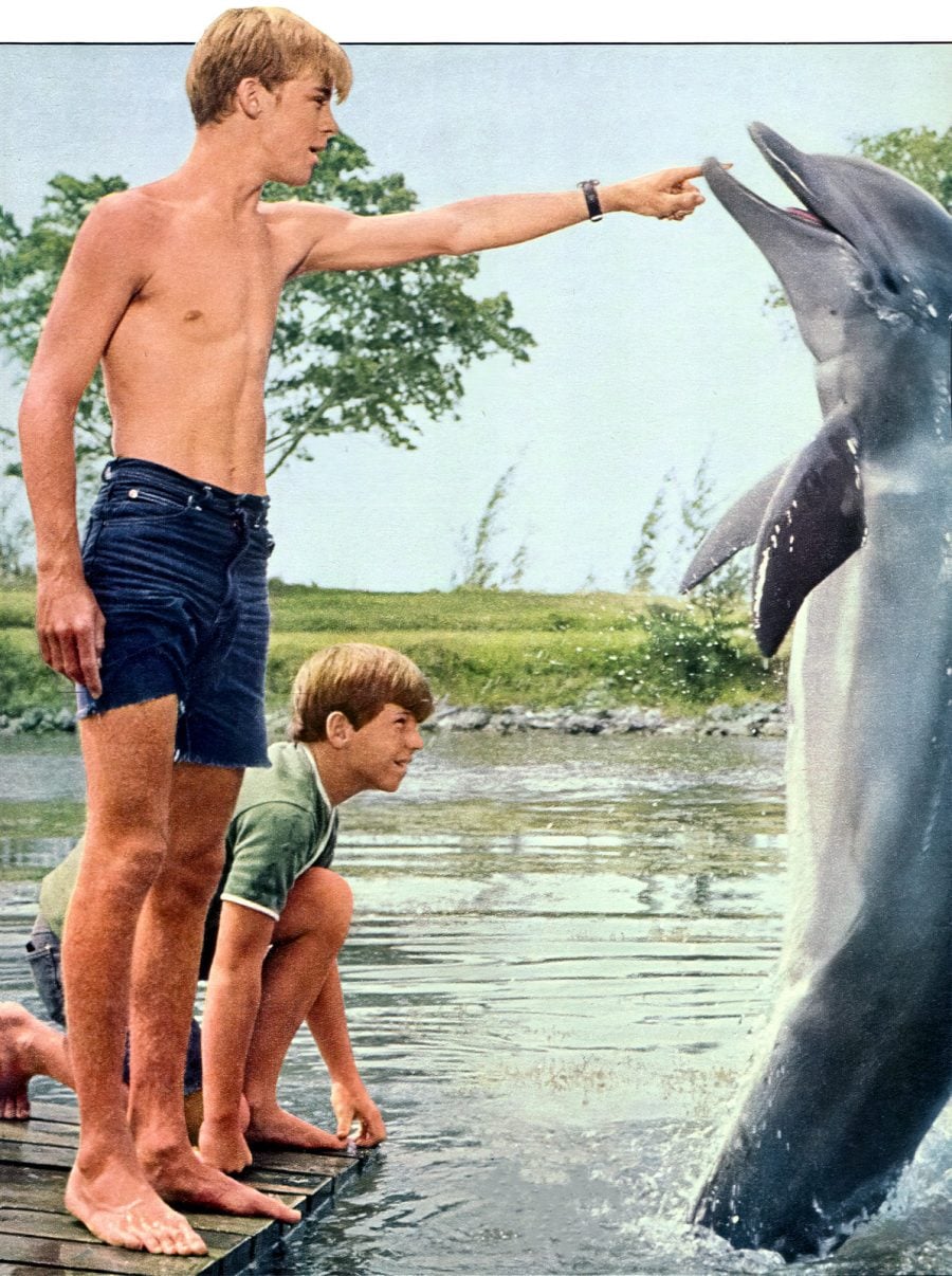 The Flipper movies & TV show turned an adorable dolphin into a ’60s pop ...