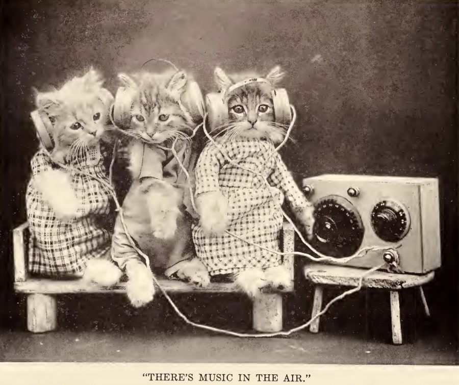 These cute kitten photos from 100 years ago prove that tiny cats are ...
