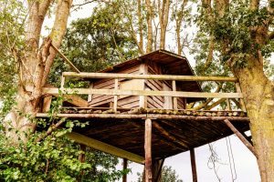 Old-fashioned treehouses: See 20 fun forts built up in the branches ...