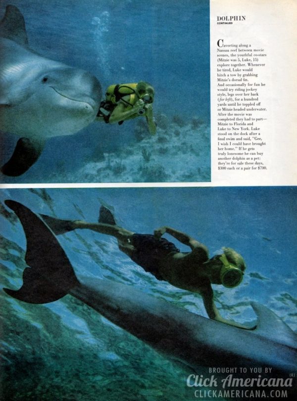 The Flipper movies & TV show turned an adorable dolphin into a ’60s pop ...