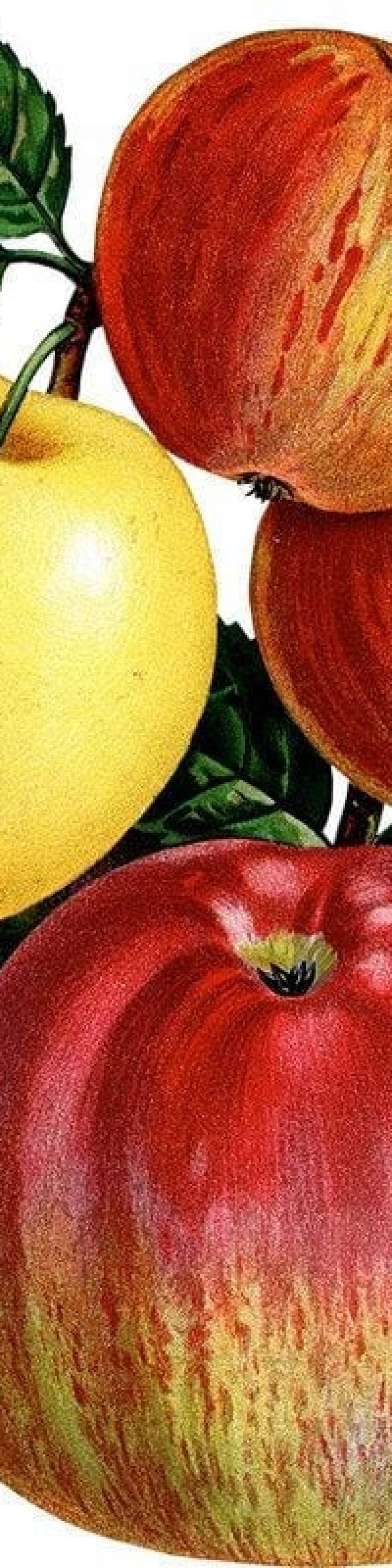 15 apple recipes from Fannie Farmer (1913) - Click Americana